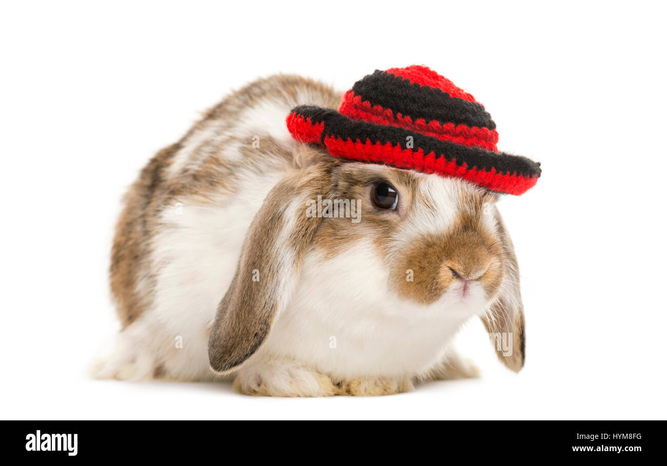 rabbit with hat, isolated on white Stock Photo - Alamy