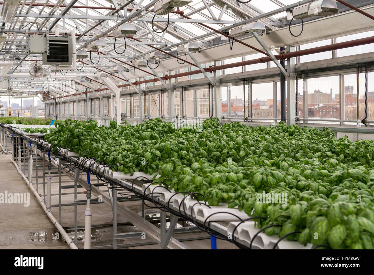 Hydroponic farming of basil is seen on a rooftop greenhouse on the roof ...
