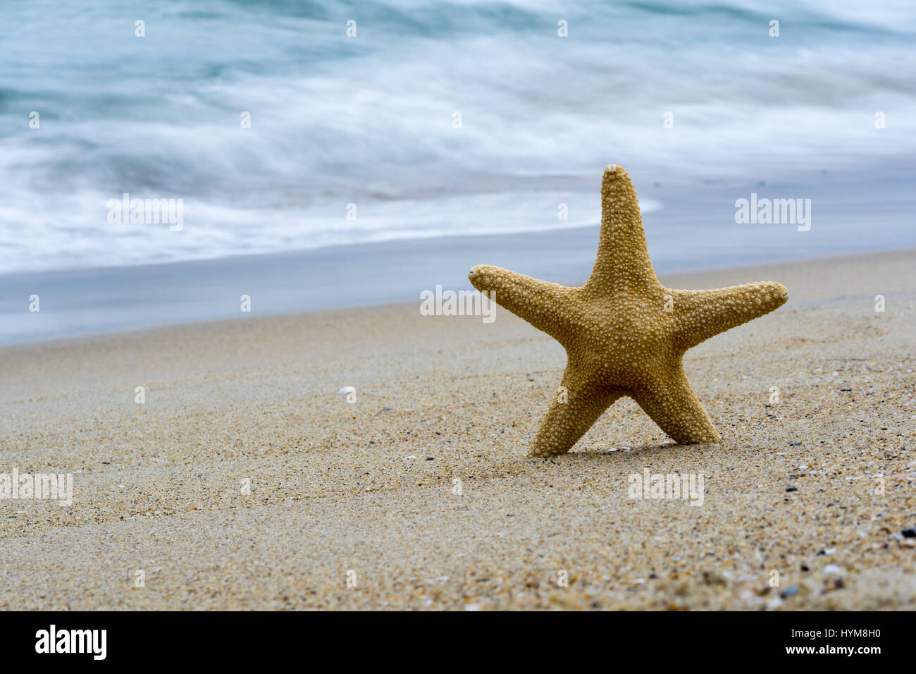 Starfish on the tropical beach on a sunny day Stock Photo - Alamy