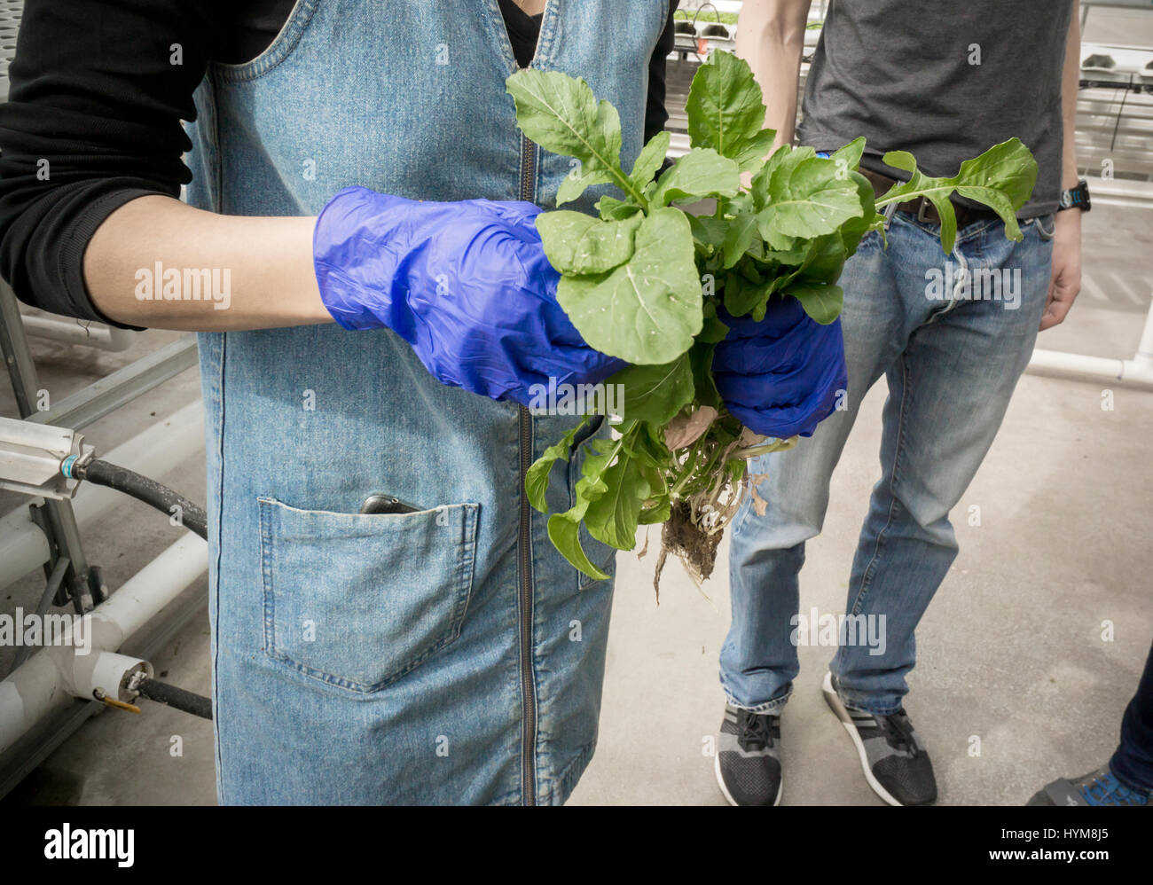 A farmer displays hydroponically farmed arugula on a rooftop greenhouse ...