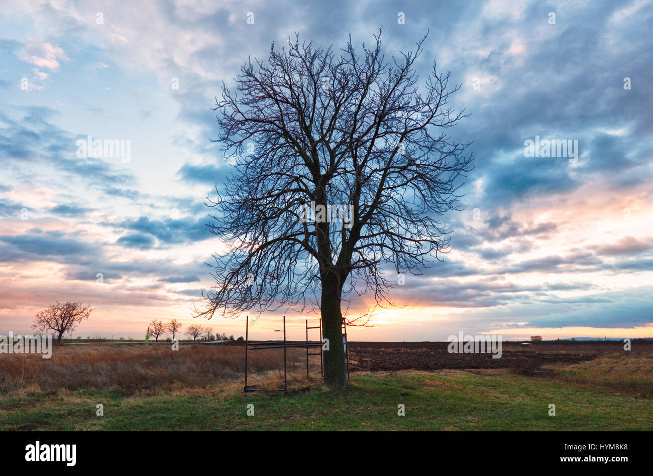 Alone tree on sunset hi-res stock photography and images - Alamy