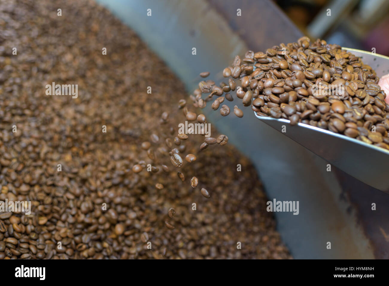 checking coffee beans during roasting process at the factory Stock ...