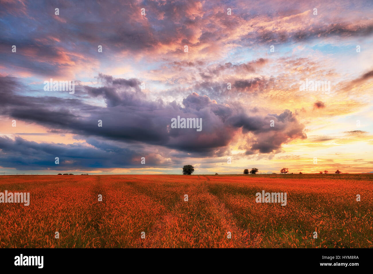 Landscape, sunny dawn in a field and meadow Stock Photo - Alamy