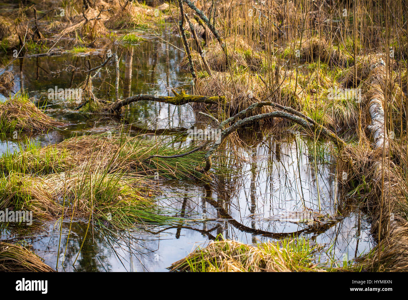Beaver eats away hi-res stock photography and images - Alamy