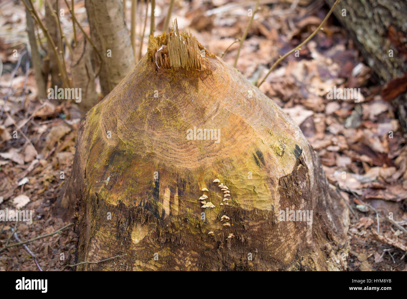 Beavers hi-res stock photography and images - Alamy