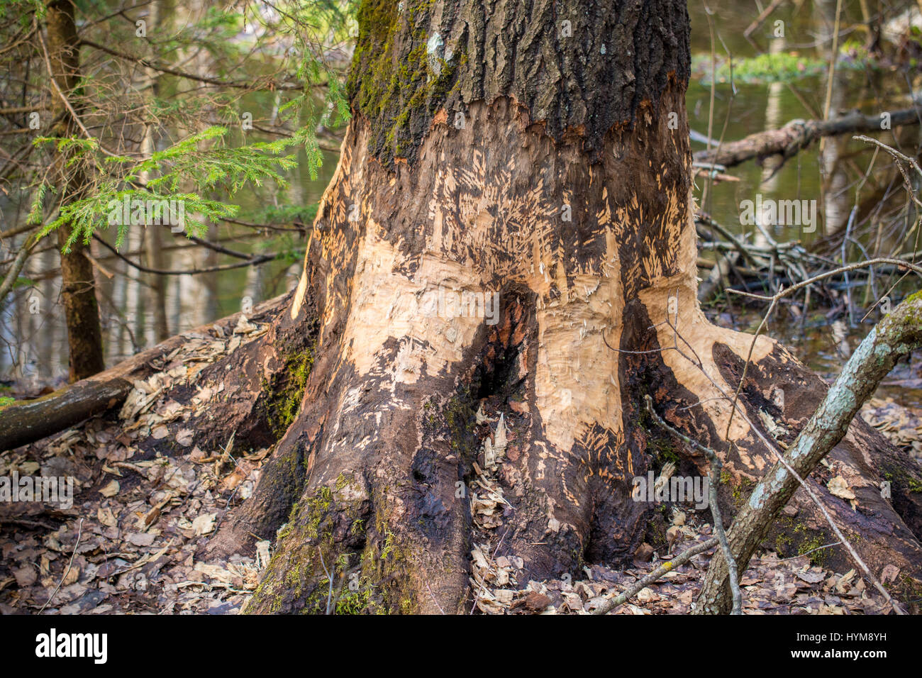Beaver gnawing hi-res stock photography and images - Alamy