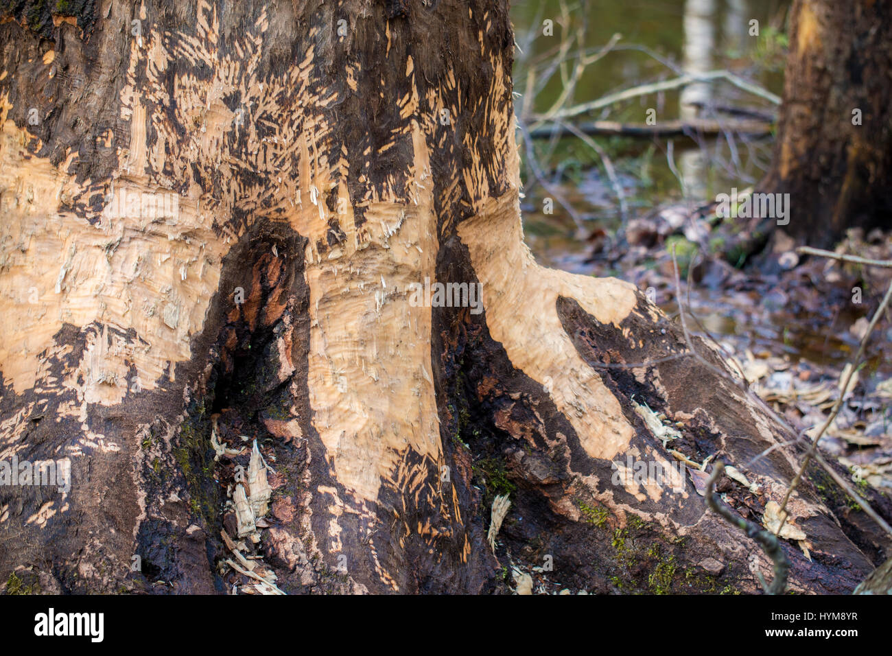 Beaver gnawing tree hi-res stock photography and images - Alamy
