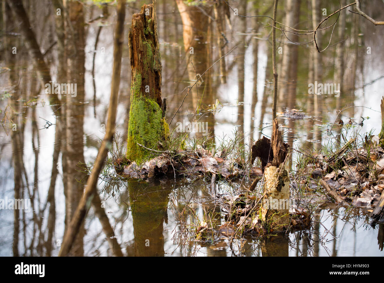 Beavers Swamp High Resolution Stock Photography and Images - Alamy