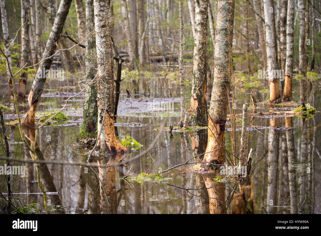 Beaver gnawing hi-res stock photography and images - Alamy