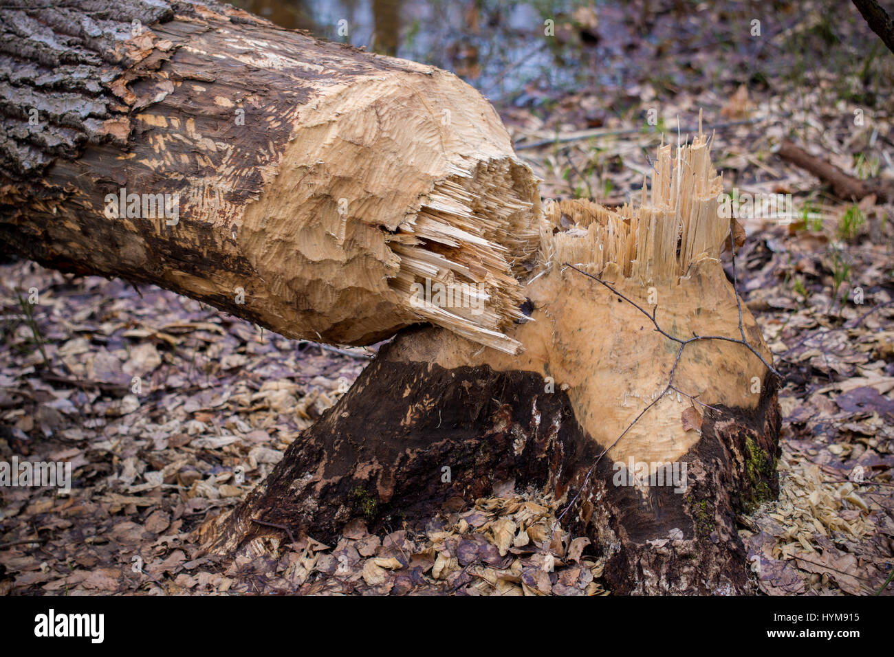 Beaver gnawing hi-res stock photography and images - Alamy