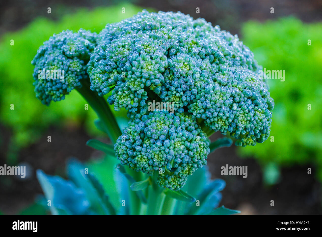 A Flowering Head of Broccoli Stock Photo - Alamy