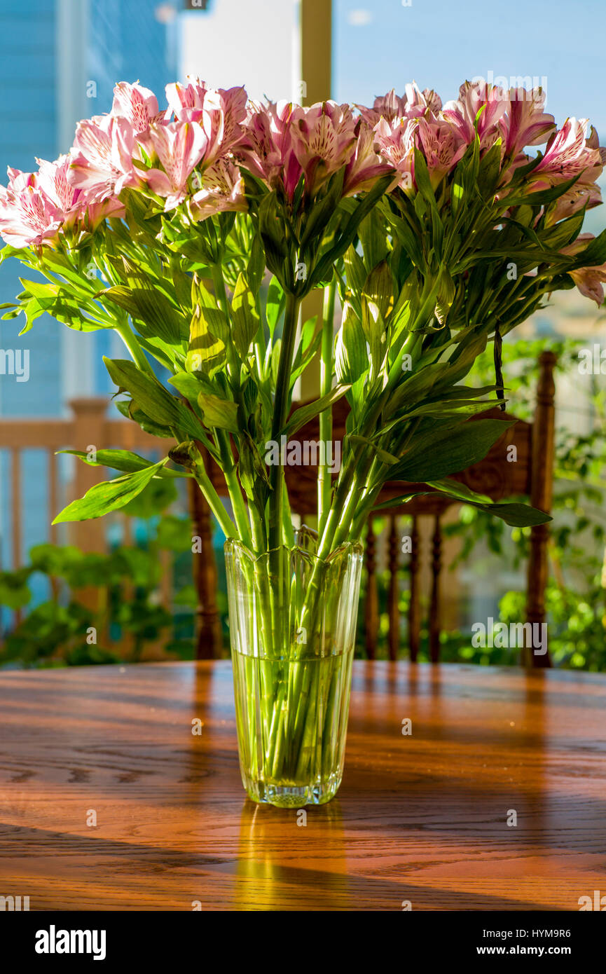 Alstroemeria; Peruvian lily; lily of the Incas in full bloom Stock ...