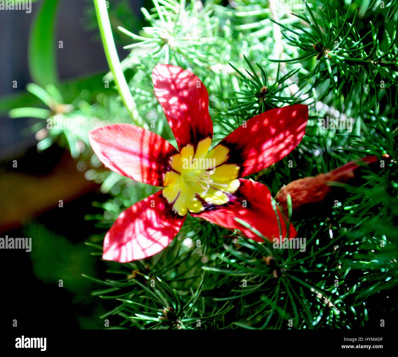 Sparaxis tricolor hi-res stock photography and images - Alamy