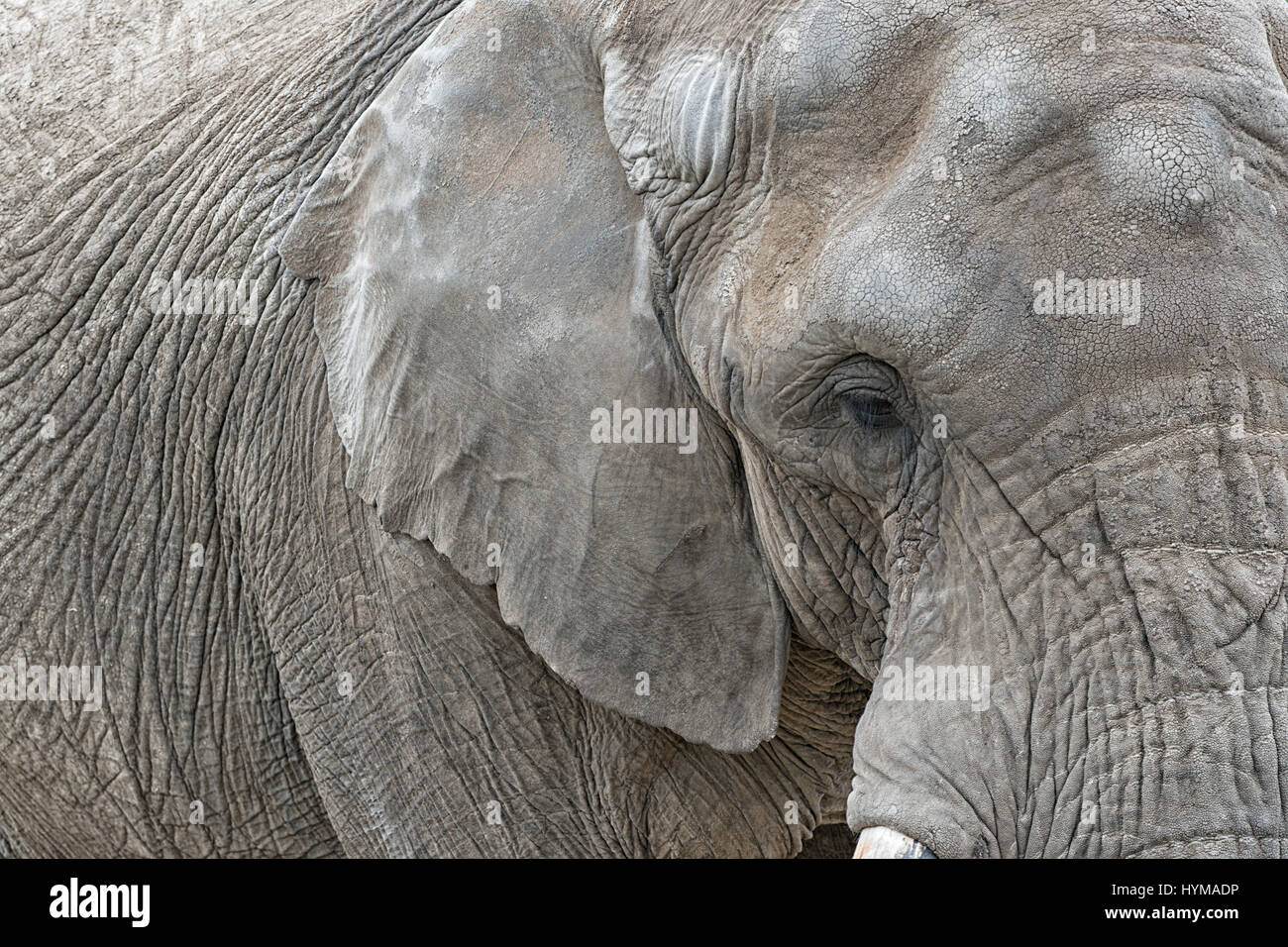 African elephant front view hi-res stock photography and images - Alamy