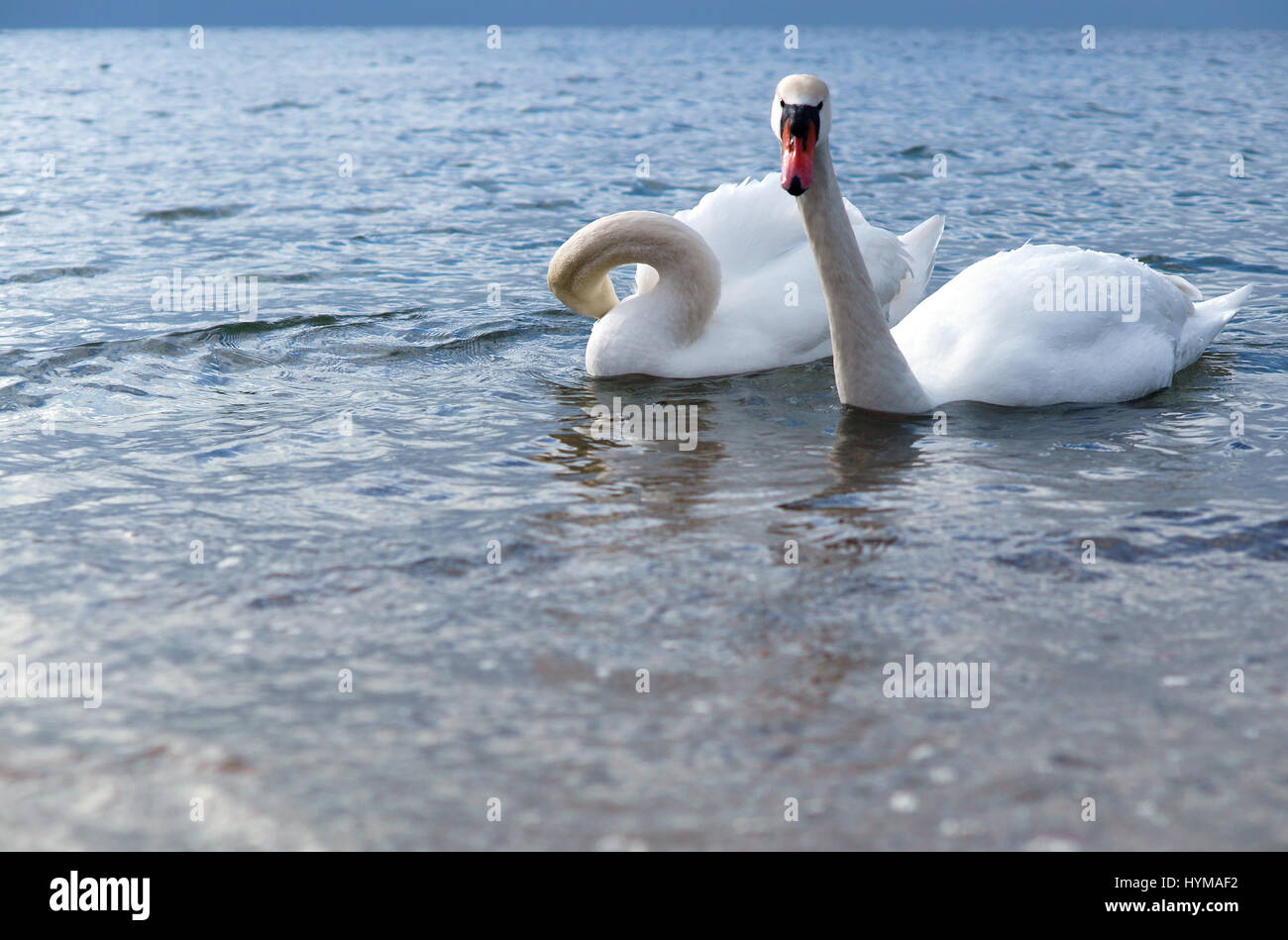 two swans swim in the sea, sea-waterfowl Stock Photo - Alamy