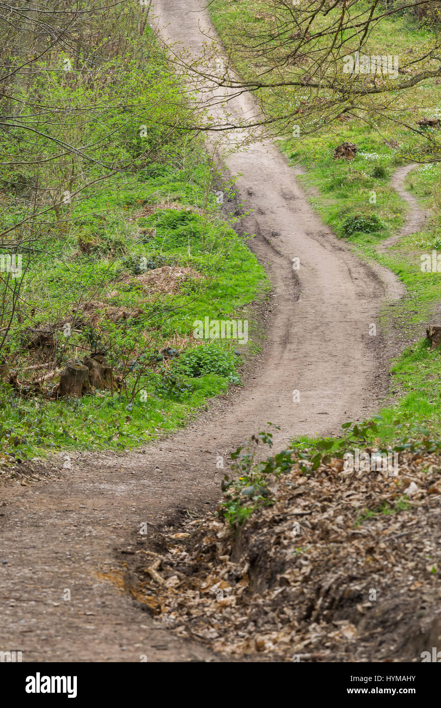 Footpath Through Norsey Woods Stock Photo - Alamy