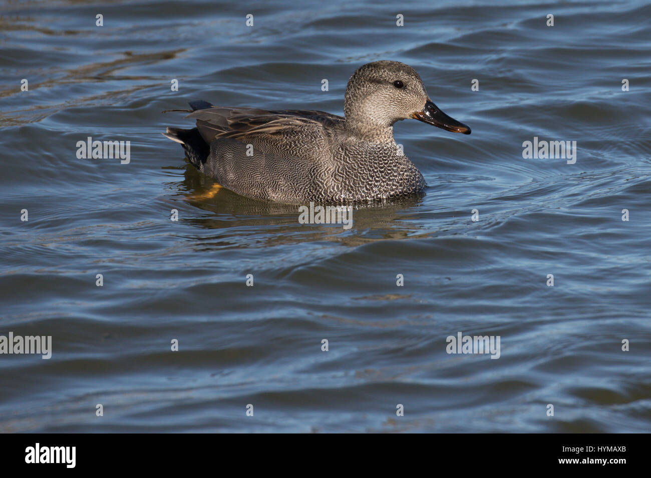 Gadwall feeding (male and female Stock Photo - Alamy