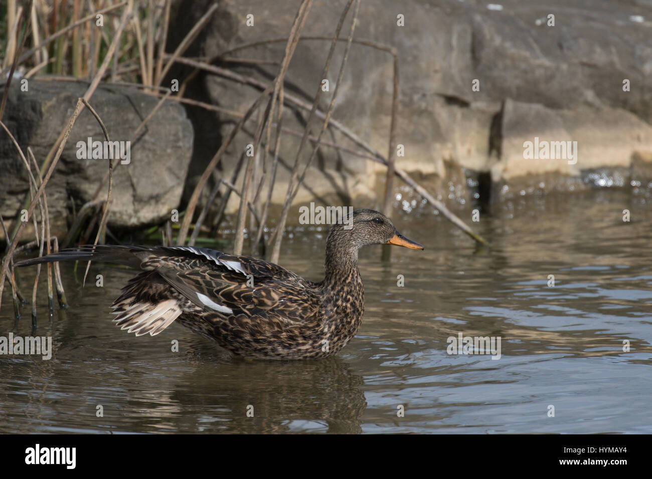 Gadwall feeding (male and female Stock Photo - Alamy
