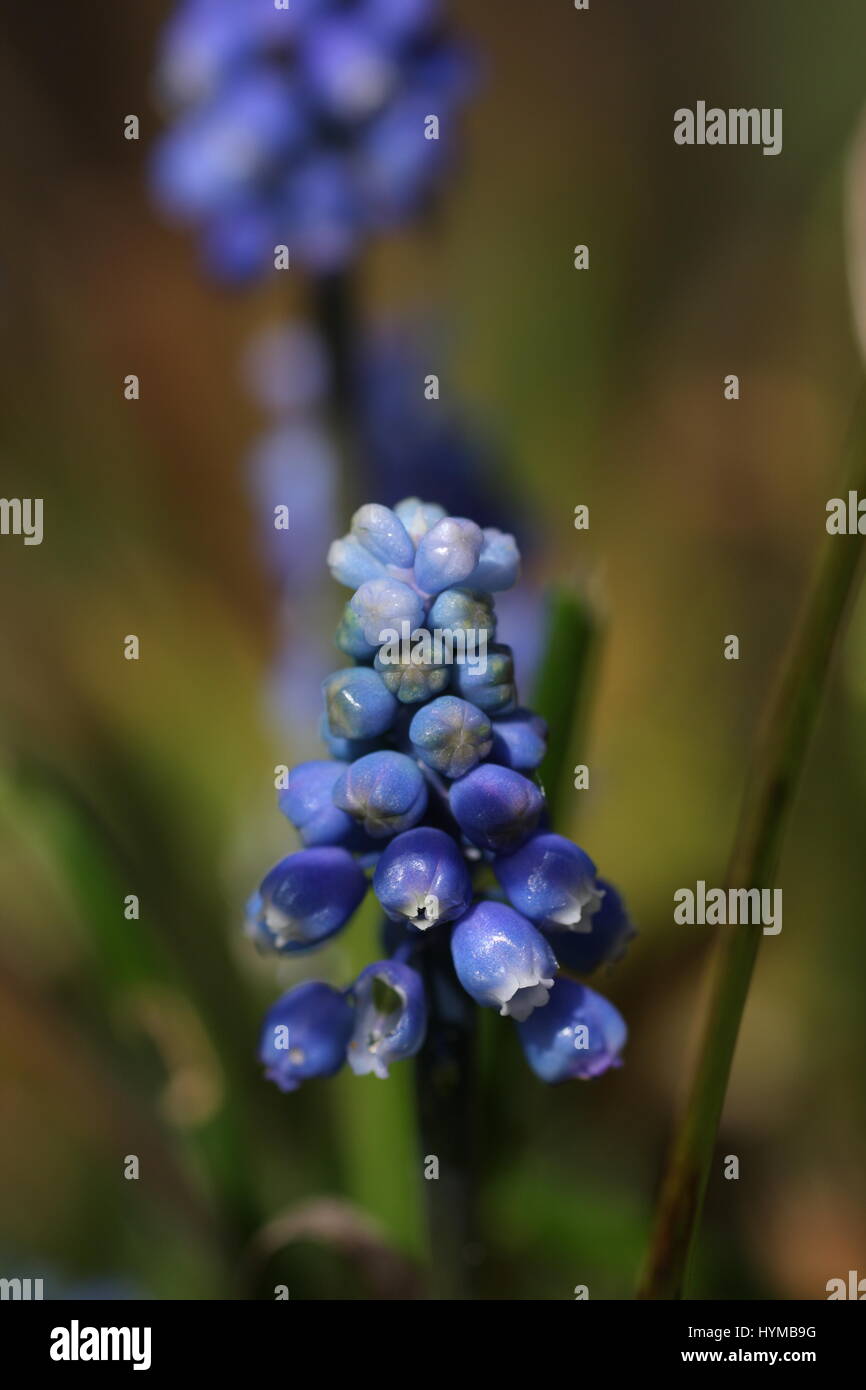 Muscari commonly known as Grape hyacinth. A spring flower grown from a ...