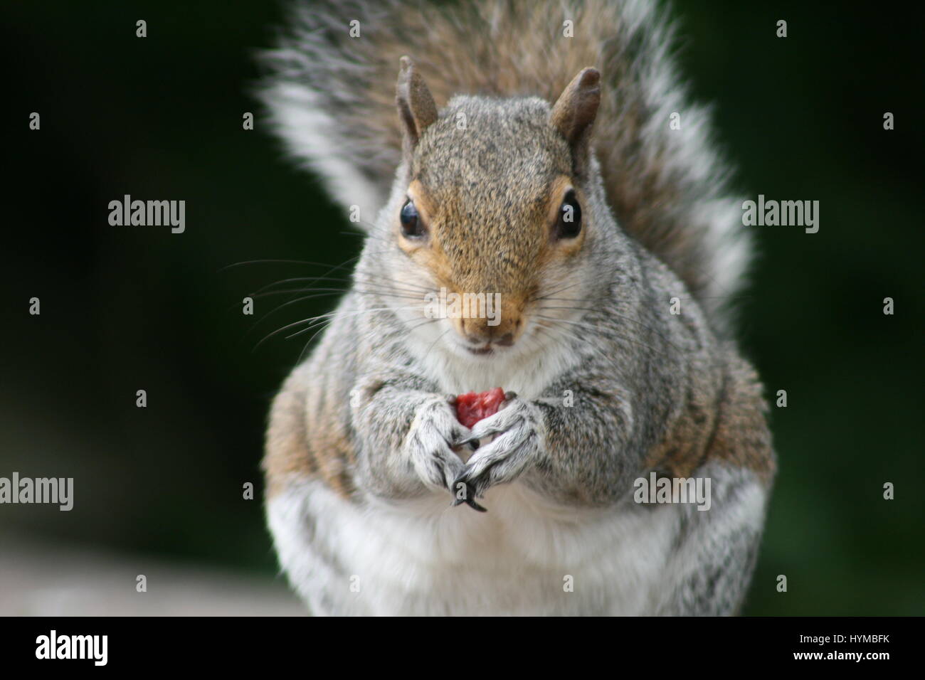 Grey squirrel eating fruit hi-res stock photography and images - Alamy