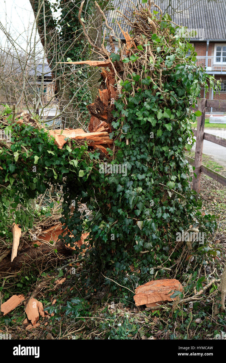 smashed cherry tree and fracture with ivy after heavy winterstorm ...