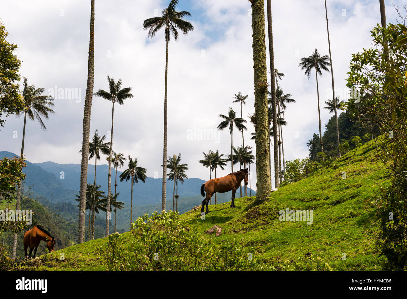 Wax palm trees hi-res stock photography and images - Alamy
