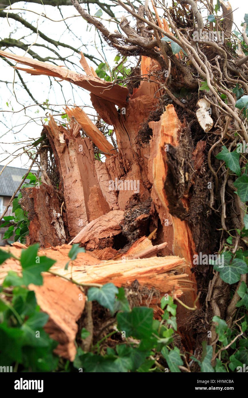 smashed cherry tree and fracture with ivy after heavy winterstorm ...