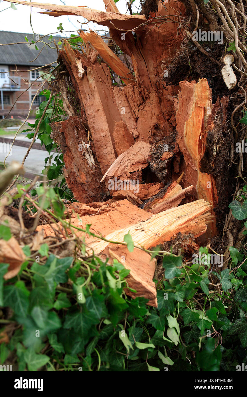 Fracture wood hi-res stock photography and images - Alamy