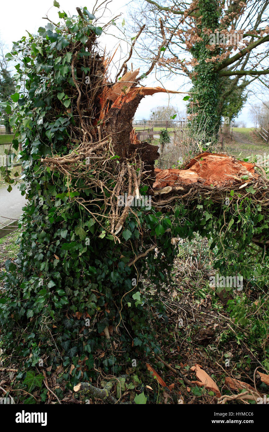 smashed cherry tree and fracture with ivy after heavy winterstorm ...