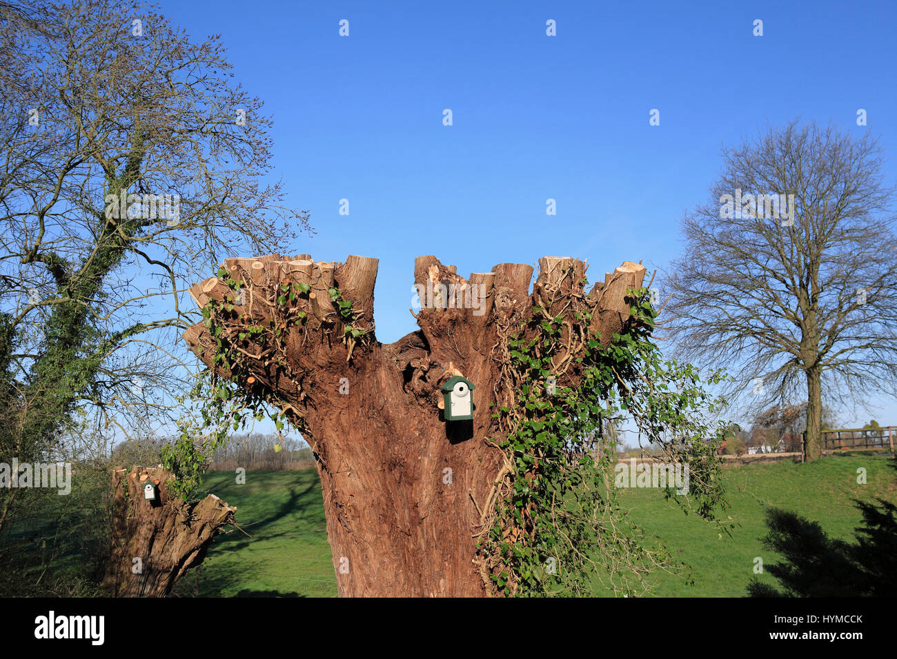 nesting box hanging at pollarded willow in early spring, germany Stock ...