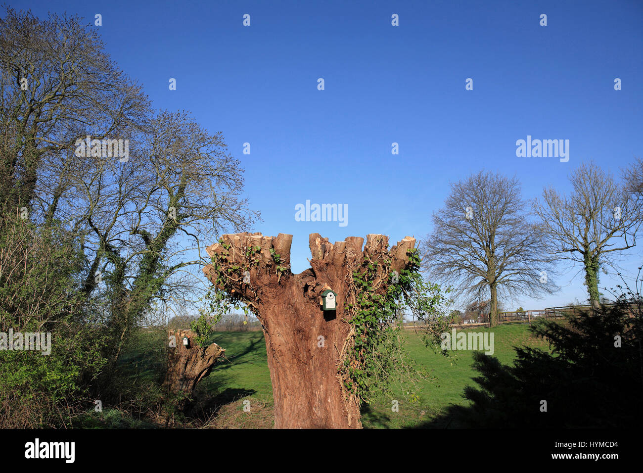 parted willow salix tree with nesting box in early spring, germany ...