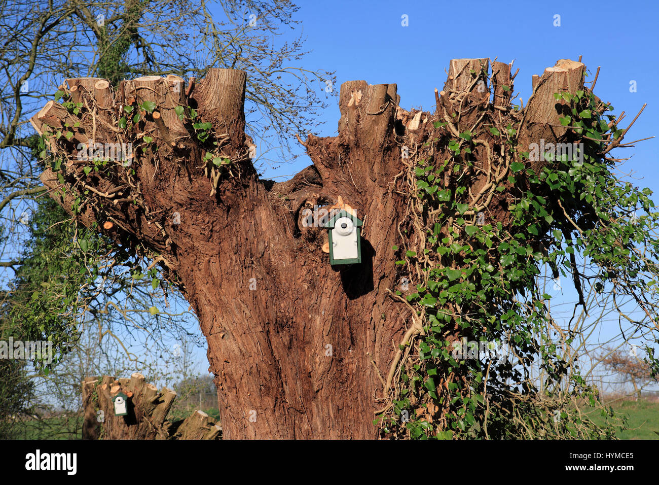 nesting box hanging at pollarded willow in early spring, germany Stock ...