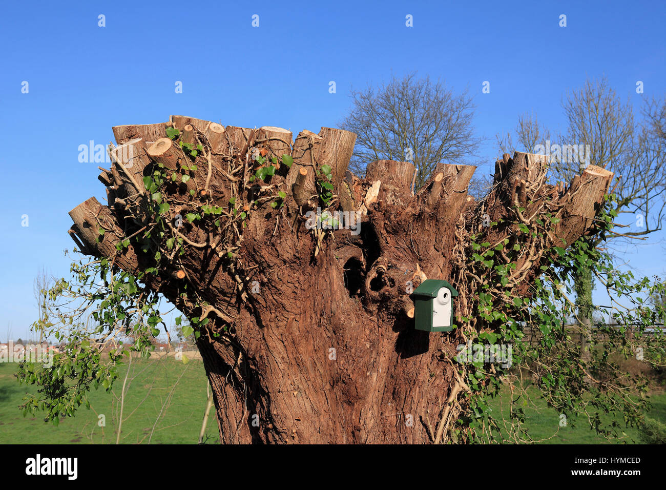 nesting box hanging at pollarded willow in early spring, germany Stock ...