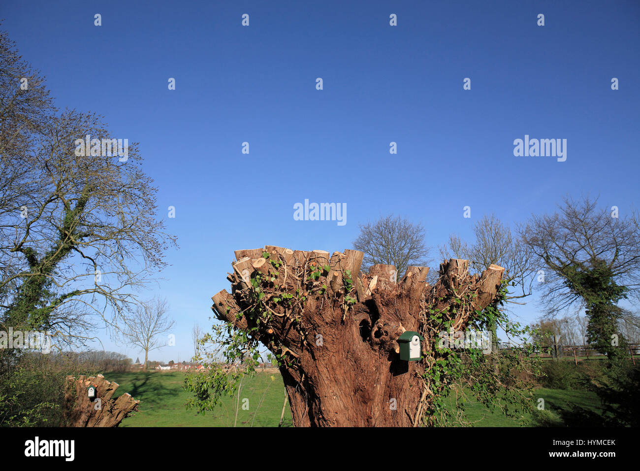 nesting box hanging at pollarded willow in early spring, germany Stock ...