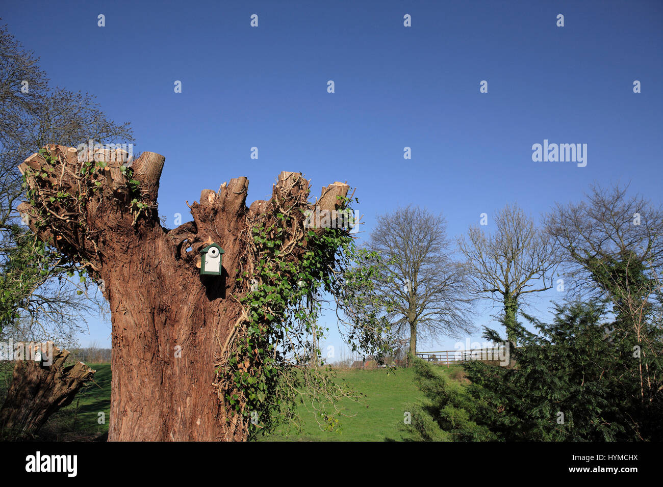 nesting box hanging at pollarded willow in early spring, germany Stock ...
