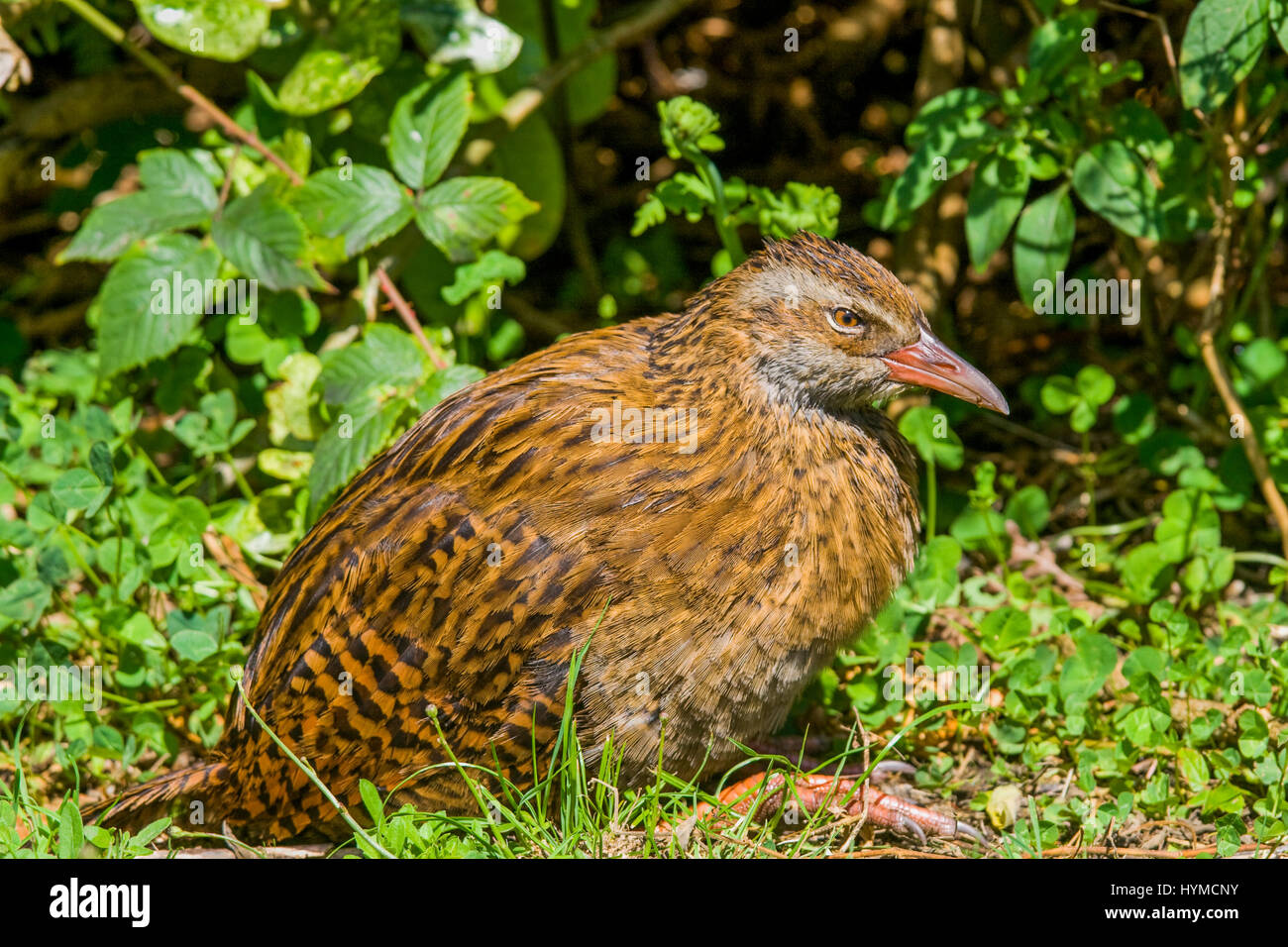 Inquisitive Bird High Resolution Stock Photography and Images - Alamy