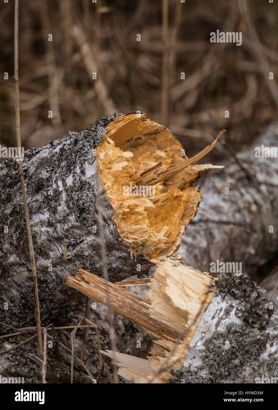 A broken tree stump in an early spring forest Stock Photo - Alamy