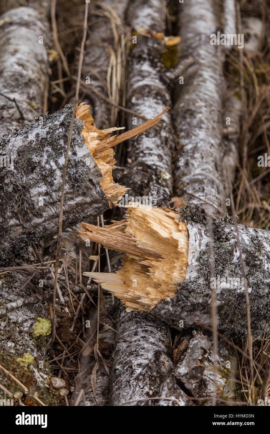A broken tree stump in an early spring forest Stock Photo - Alamy