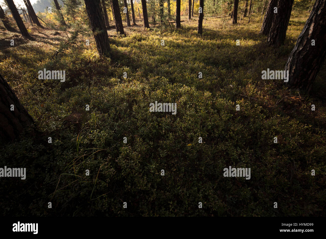 Autumn in forest. Background and texture concept. Beautiful scenery ...