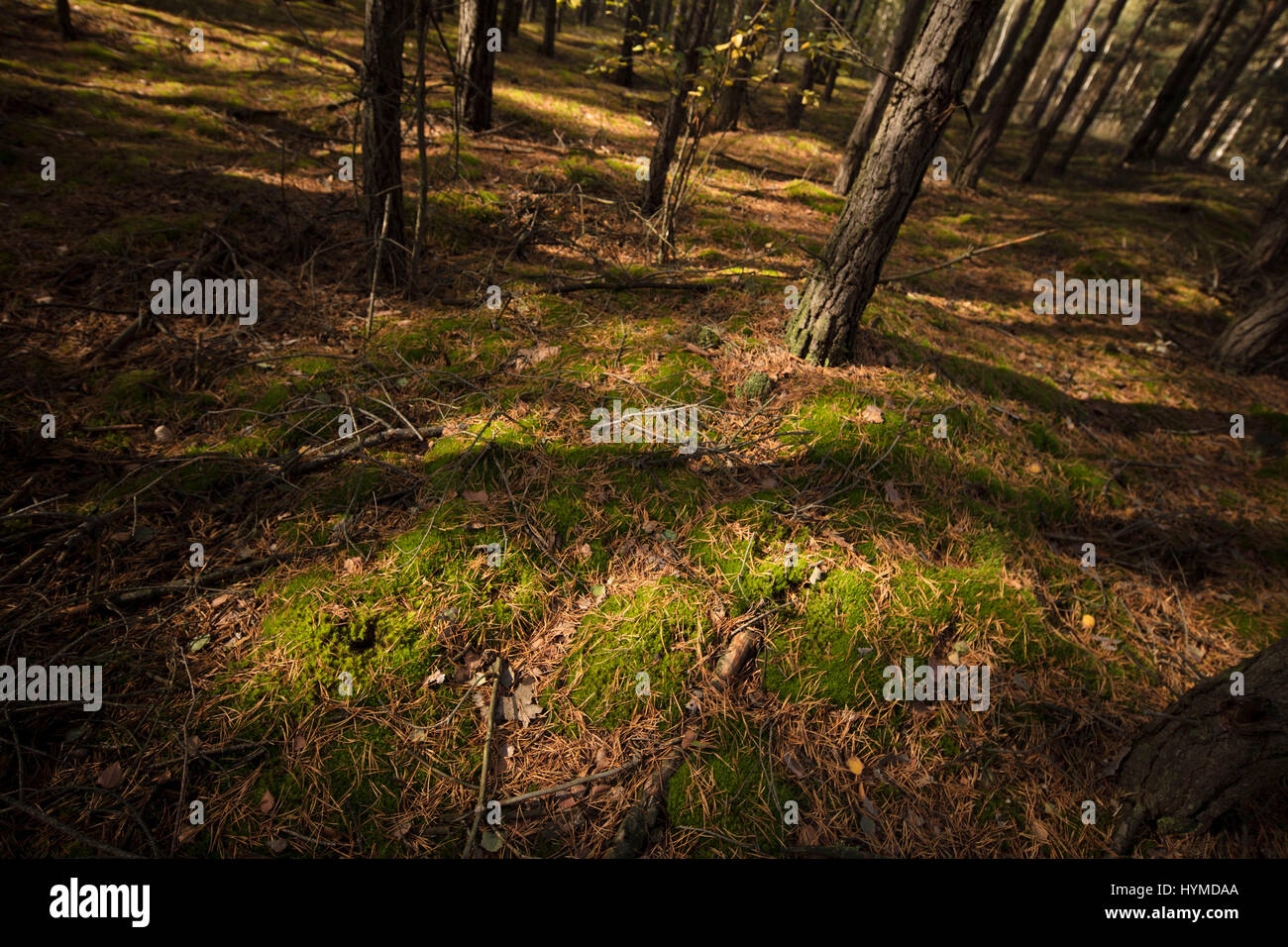 Autumn in forest. Background and texture concept. Beautiful scenery ...