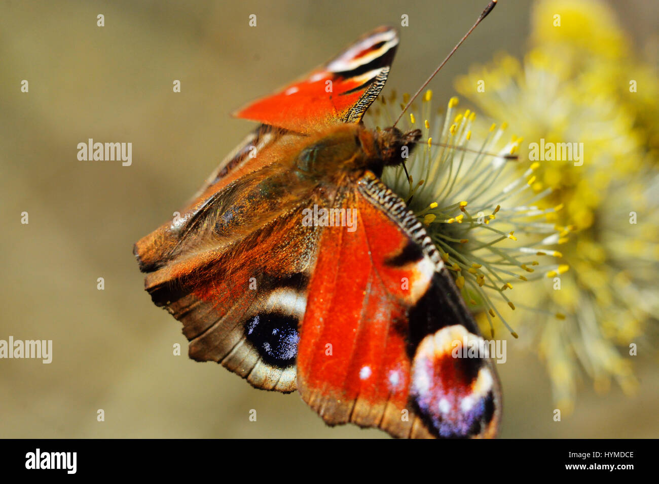 Butterfly is eating nectar from flowers Stock Photo - Alamy