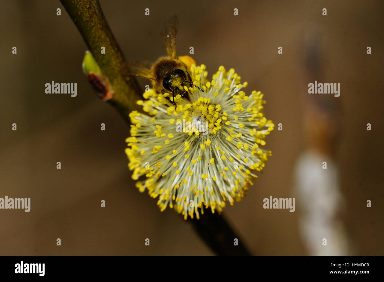Bees collect pollen from flowers Stock Photo - Alamy