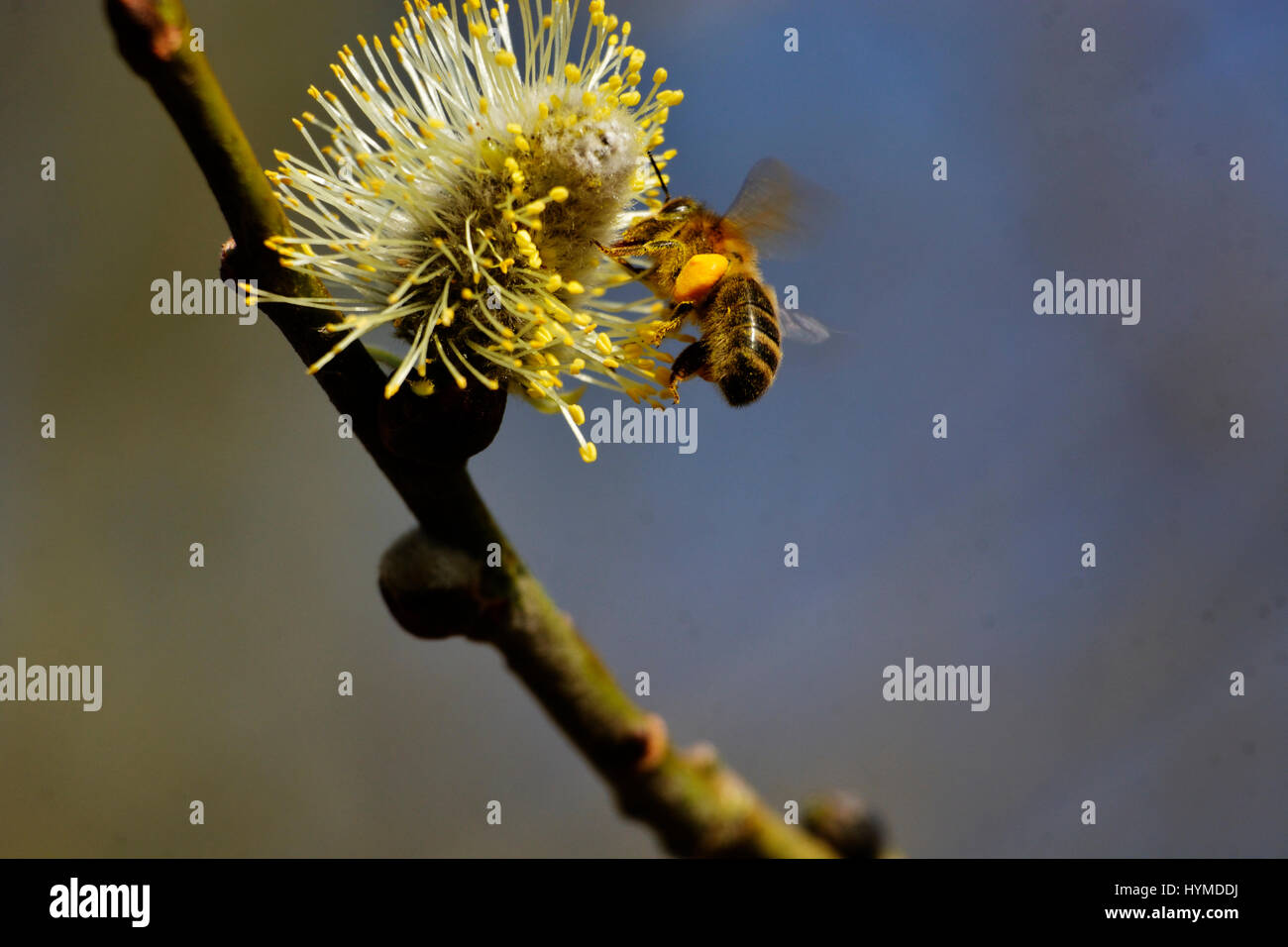 How do bees collect pollen hi-res stock photography and images - Alamy