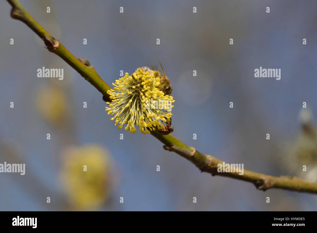 Bees collect pollen from flowers Stock Photo - Alamy