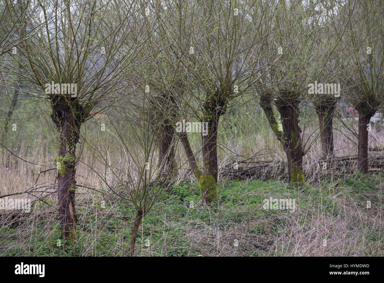 Kopfweiden, Kopfweide, Kopf-Weiden, Kopfbaum, Kopfbäume, Weide, Weiden ...