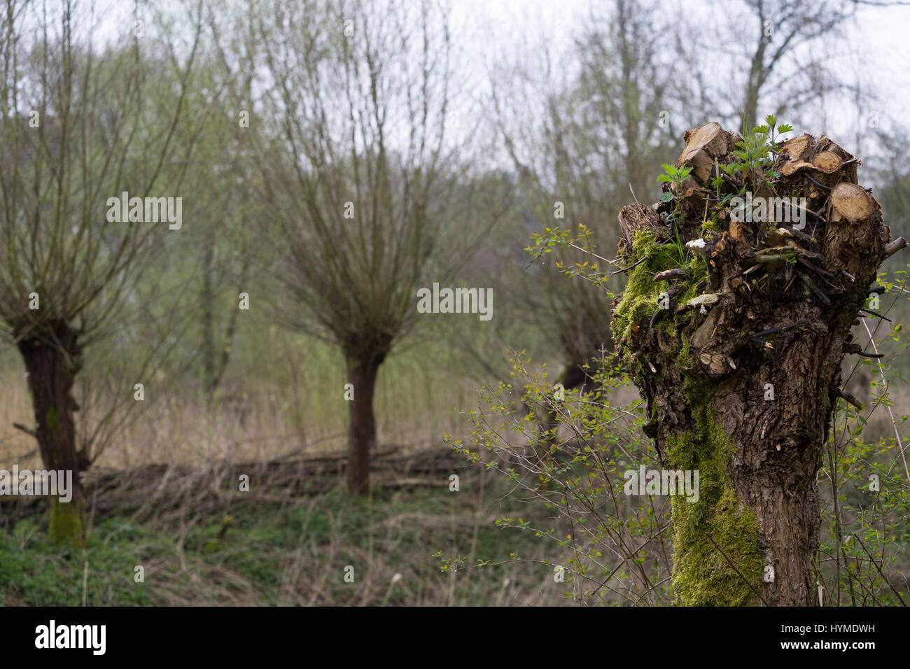 Kopfweiden, Kopfweide, Kopf-Weiden, Kopfbaum, Kopfbäume, Weide, Weiden ...