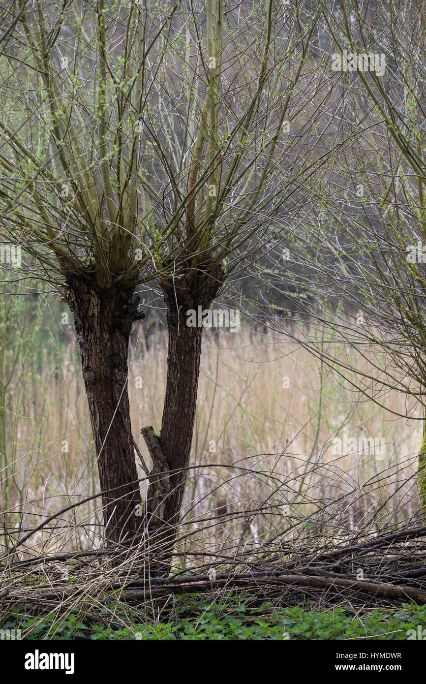 Kopfweiden, Kopfweide, Kopf-Weiden, Kopfbaum, Kopfbäume, Weide, Weiden ...