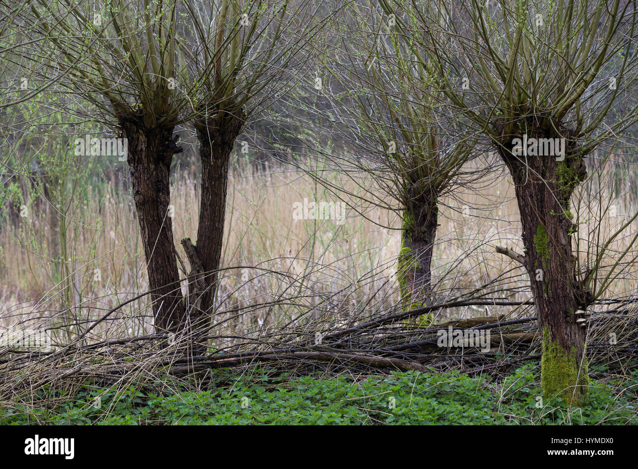 Kopfweiden, Kopfweide, Kopf-Weiden, Kopfbaum, Kopfbäume, Weide, Weiden ...