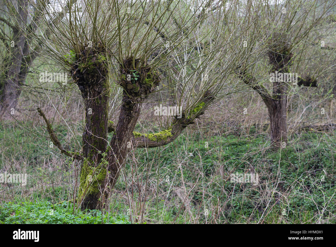 Kopfweiden, Kopfweide, Kopf-Weiden, Kopfbaum, Kopfbäume, Weide, Weiden ...