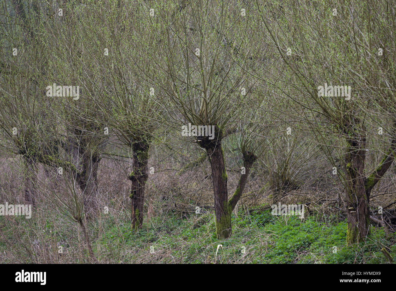 Kopfweiden, Kopfweide, Kopf-Weiden, Kopfbaum, Kopfbäume, Weide, Weiden ...